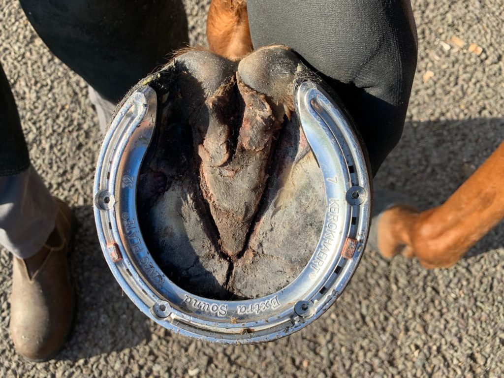 New technique for hoof casting. - Gavin Moody Farriers