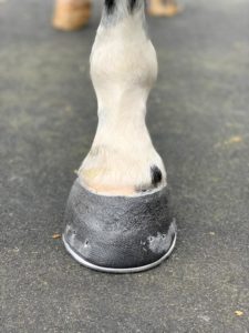 Hoof Casting - Gavin Moody Farriers
