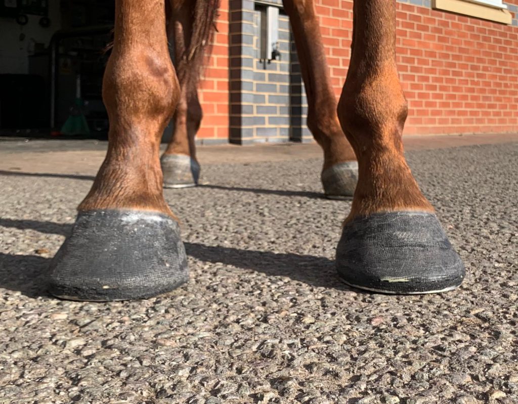 New technique for hoof casting. - Gavin Moody Farriers