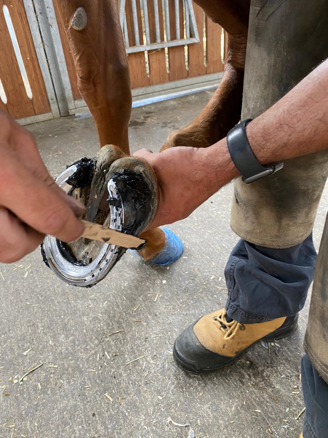 Glueing/Bonding on shoes - Gavin Moody Farriers