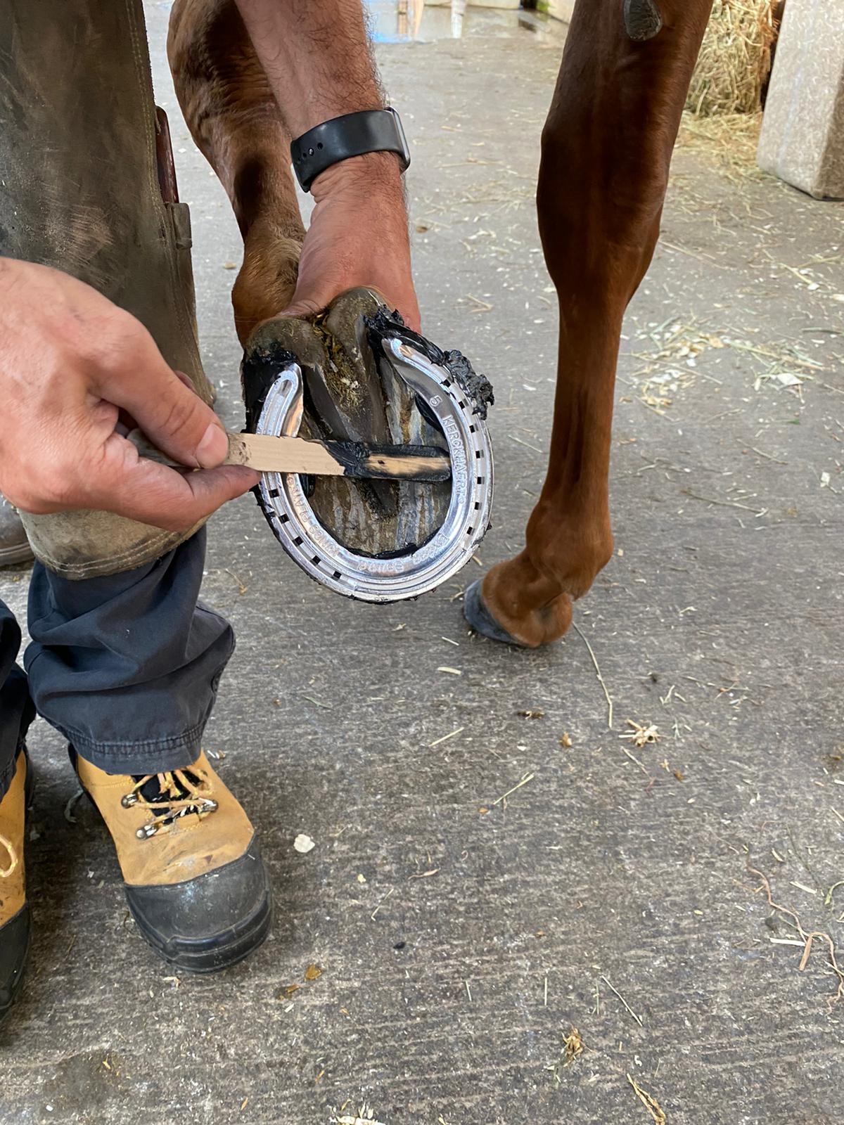 Glueing/Bonding on shoes - Gavin Moody Farriers